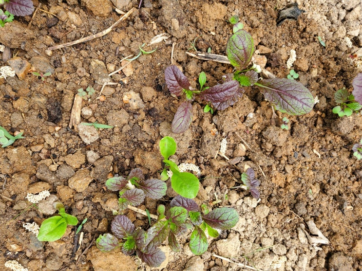 날씨가 따뜻하니 무럭무럭 자라는군 : 네이버 블로그