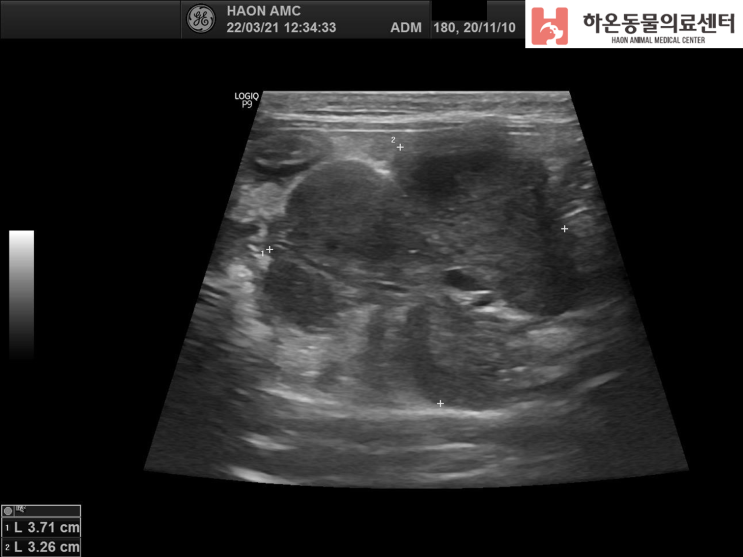 고양이 복막염 빠른 진단이 무엇보다 필요합니다 네이버 블로그