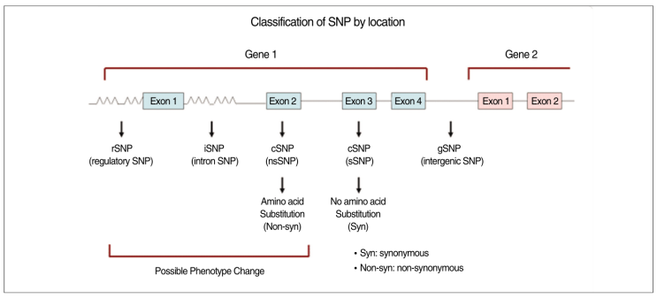 [분자생물학] SNP(Single Nucleotide Polymorphism) 쉽게 이해하기! : 네이버 블로그