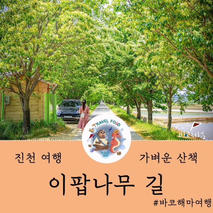 진천 여행 이팝 나무길 5월 중하순에 대전 근교 갈만한 장소 진천 하얀 꽃 나무길 만개할 시기는 5월 초