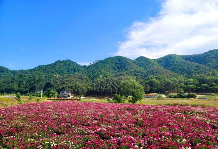 홍천 수타사 산소길공작산생태숲농촌테마공원 작약꽃군락지 네이버 블로그