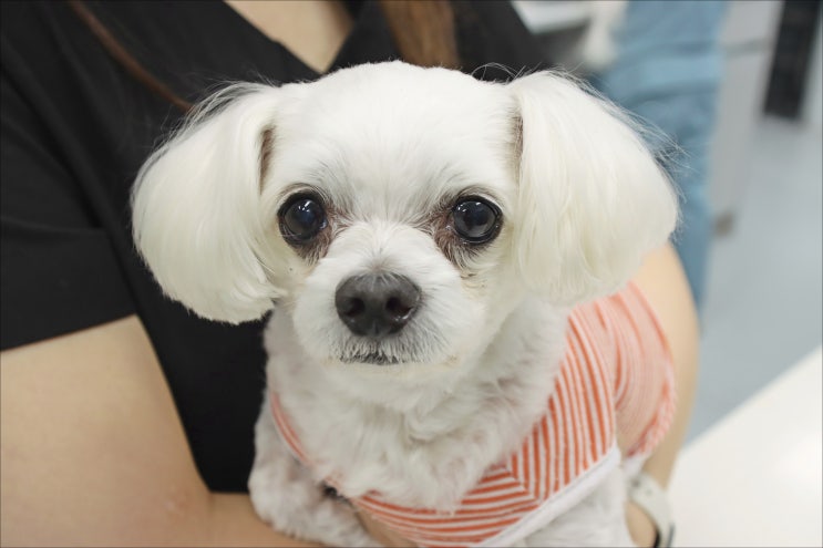 강아지 심장초음파 검사 심장 질환은 주기적인 검진이 필요해요 네이버 블로그