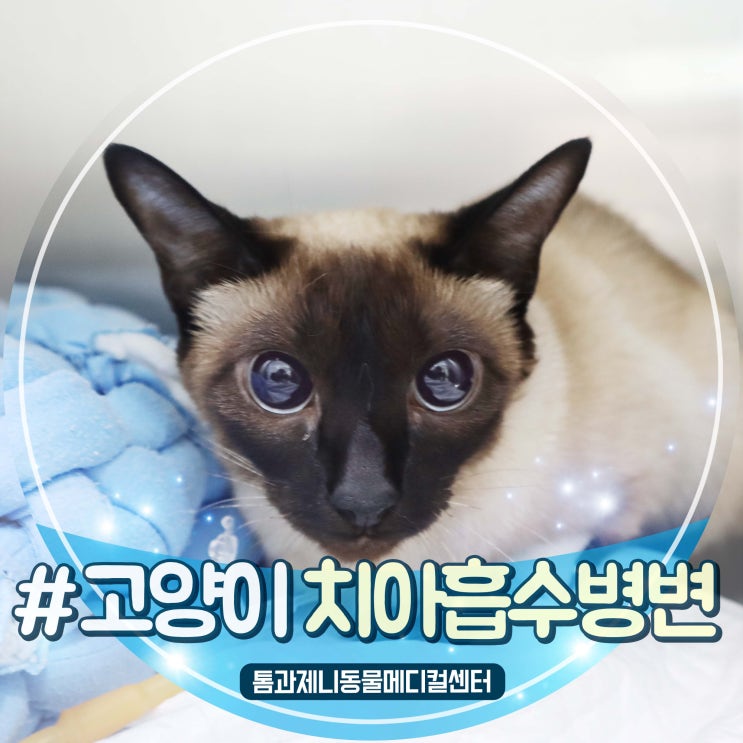 고양이 치아흡수병변 증상 잇몸 부어 발치 후기 어땠냥? : 네이버 블로그