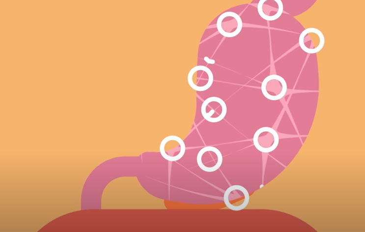 [건강]TED-당신의 몸은 당신이 배부른 것을 어떻게 압니까?-Hilary Coller : 네이버 블로그