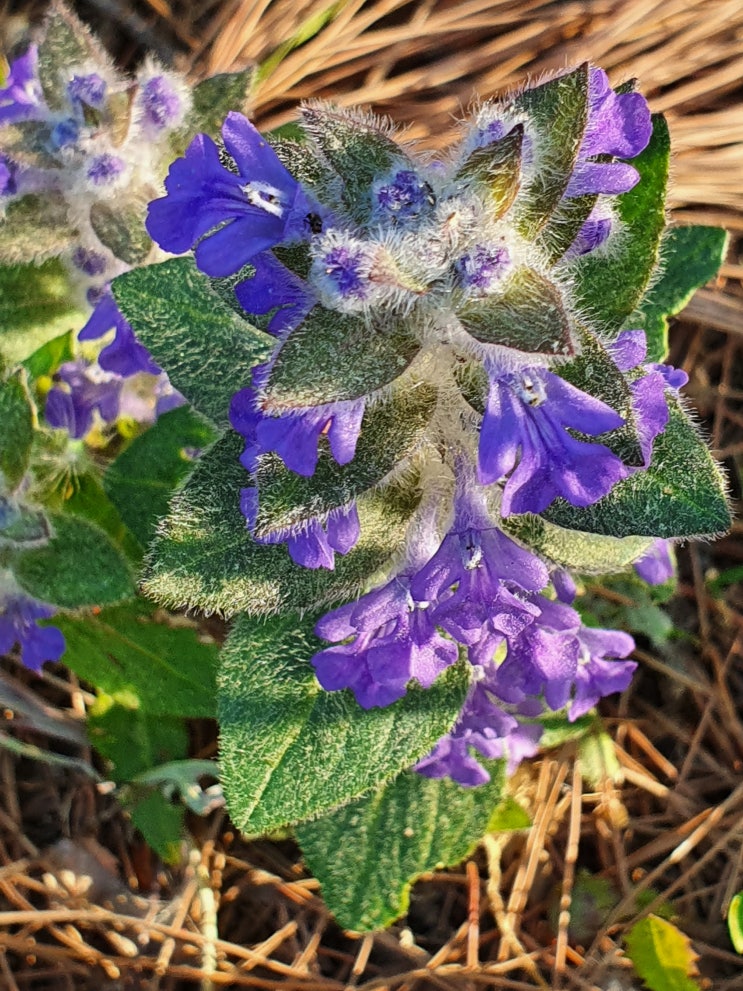 조개를 닮은 꽃, 조개나물(Korean pyramid bugle) (22.5월) : 네이버 블로그