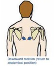 [해부학공부]하방회전근(Downward Rotation) : 네이버 블로그