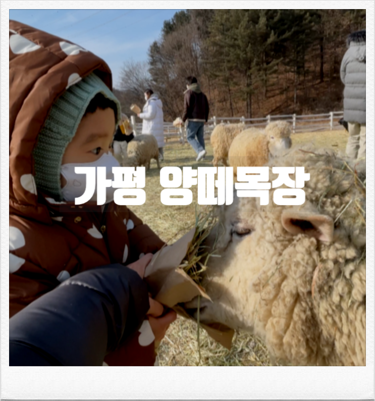가평 양떼목장에서 아기와 양 And 알파카 먹이주기 체험해요 베이커리카페 네이버 블로그