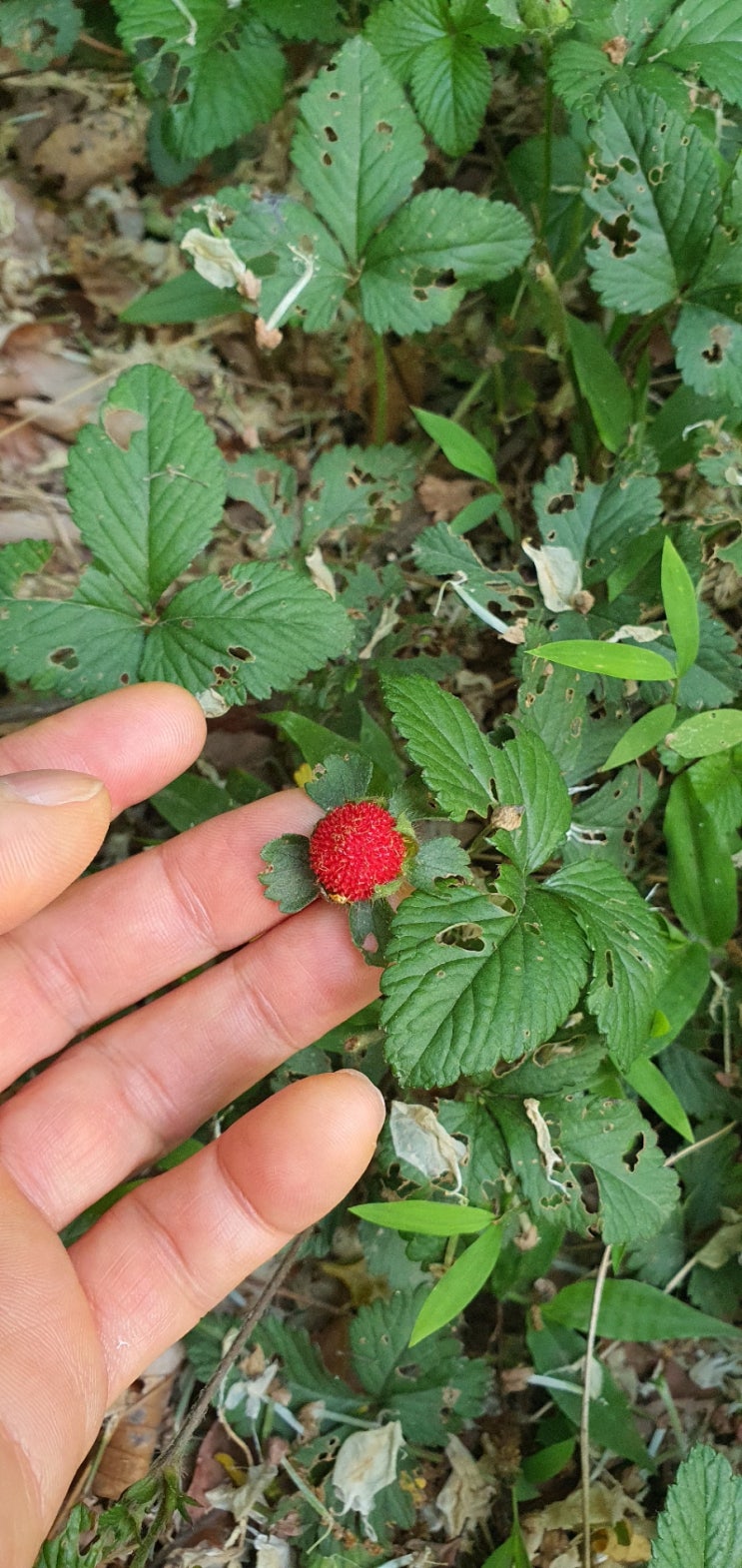 양지꽃 열매 : 네이버 블로그