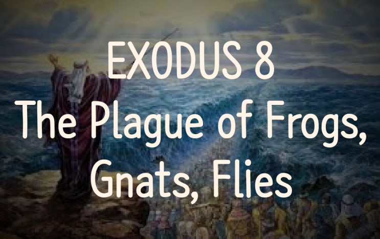 Exodus 8(6/10): The Plague of Frogs, Gnats, Flies : 네이버 블로그