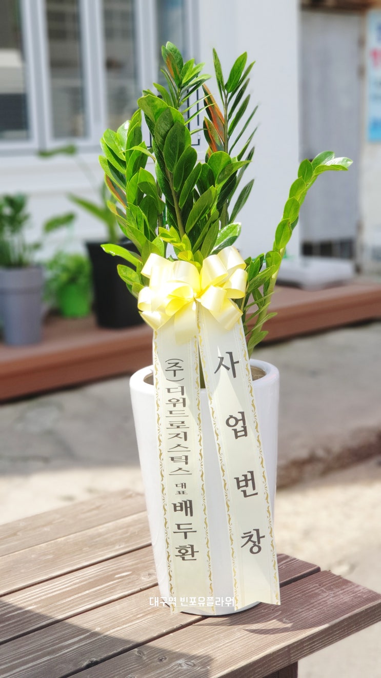 대구 화분당일배송 돈버는 화분은 돈나무 금전수 대구 개업화분 꽃집 추천 네이버 블로그