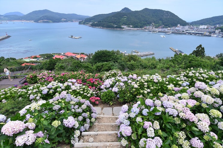고흥 쑥섬 수국 수국꽃말 수국 키우기 물 주기까지 알아보세요 네이버 블로그