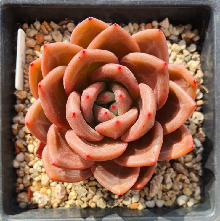 Echeveria sp2 : 네이버 블로그