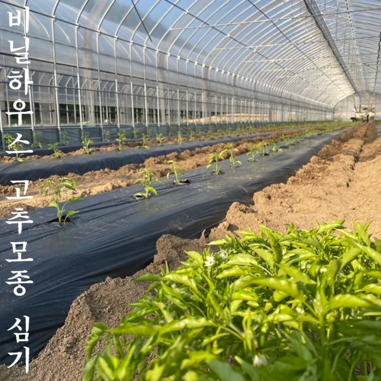 고추 모종 심기 비닐하우스에 풋고추 키우기 네이버 블로그