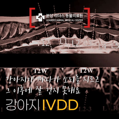 강아지가 자다가 소리를 지르고 그 이후에 잘 걷지 못해요 / 강아지 IVDD - 24시 분당 리더스 동물의료원(오리역 동물병원 ...