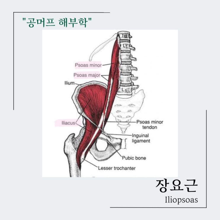 공머프 해부학 장요근 엉덩허리근 Iliopsoas 장골근 대요근 네이버 블로그