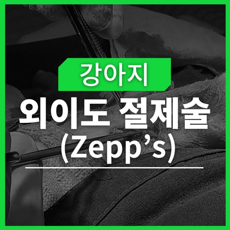 강아지 만성 귀 염증 해결 방법은? 외이도 절제술 (Zepp’s) 「가디언동물의료센터」 : 네이버 블로그