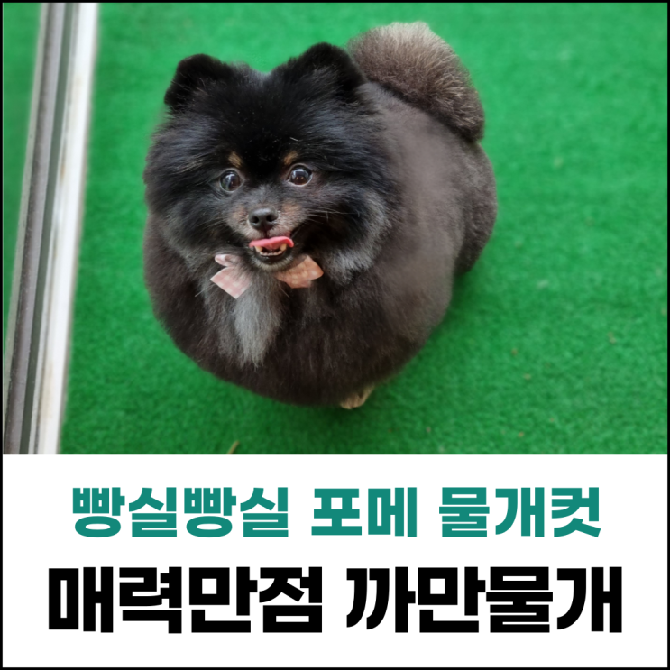 검정포메라니안 미용 빵실빵실 귀여워서 심쿵 블랙 포메 물개컷 네이버 블로그