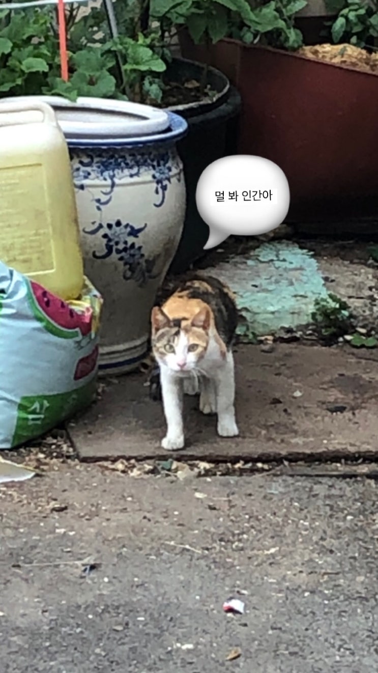 😐😐블챌 딱 하루만 할래요 : 네이버 블로그