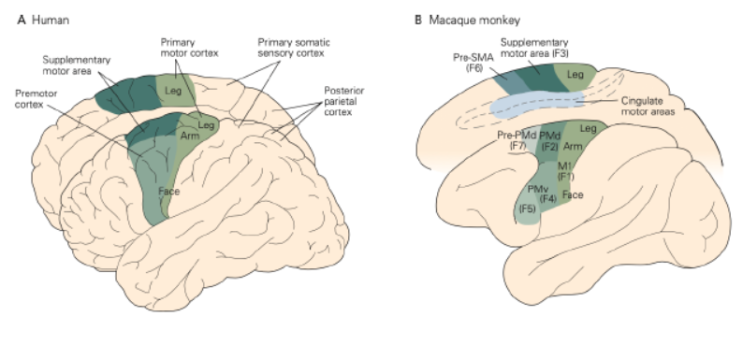 Voluntary movement mediated by primary motor cortex : 네이버 블로그