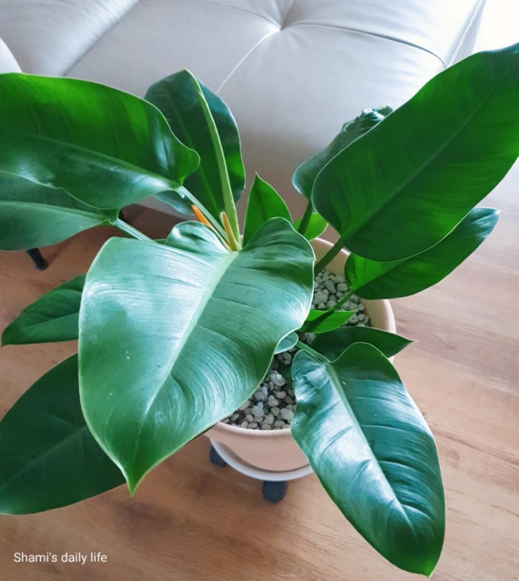 큰 관엽 식물 필로덴드론 콩고 키우기 : 네이버 블로그