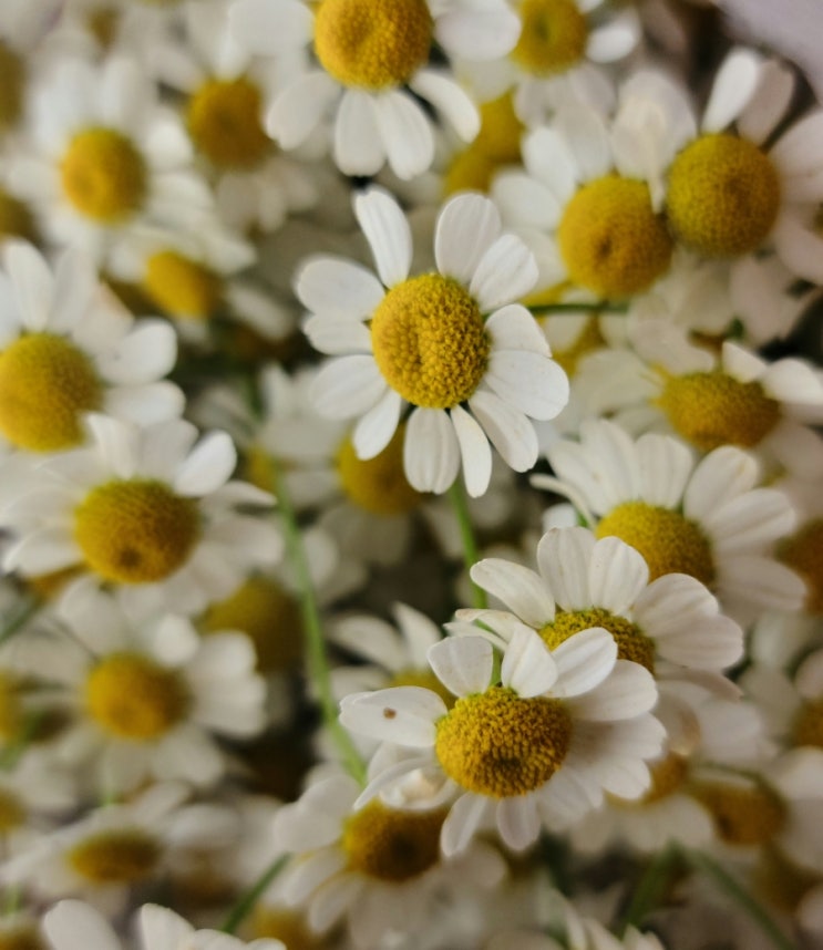 20년 후, AFTER TWENTY YEARS, O. Henry : 네이버 블로그