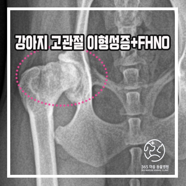 [ 구로천왕 365마음동물병원] 강아지 고관절 이형성증+대퇴골두 절단술FHNO수술 : 네이버 블로그