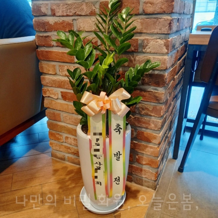 오늘은봄 대구화분배달 동구 서호동 동호동 신기동 꽃집 당일전국꽃배달 금전수 돈나무 키우시쉬운식물 대구개업화분 네이버 블로그
