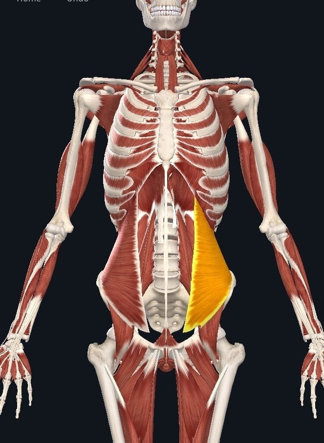 복횡근transverse 복직근Rectus 내/외복사근 internal/external obliques abdominal ...