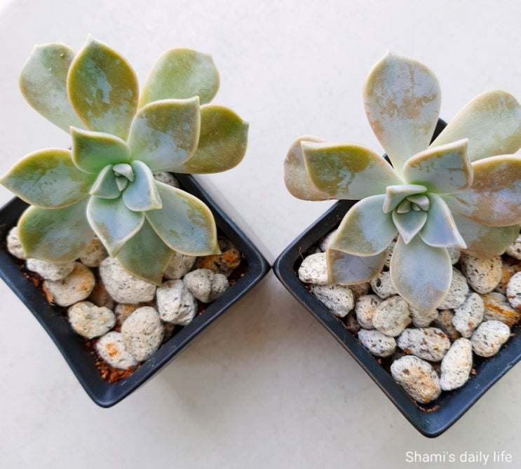 다육이 용월 키우기 : 네이버 블로그