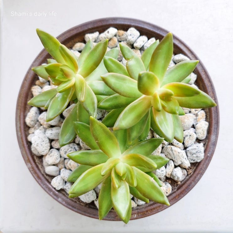 천후엽변경 명월 키우기 : 네이버 블로그