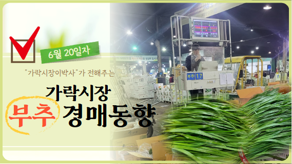 경매사 일일보고 가락시장 6월 20일자 부추 경매동향을 살펴보겠습니다 네이버 블로그