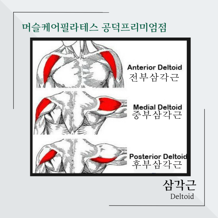 공머프해부학 삼각근 어깨세모근 Deltoid 어깨 통증 삼각근 방사통 네이버 블로그