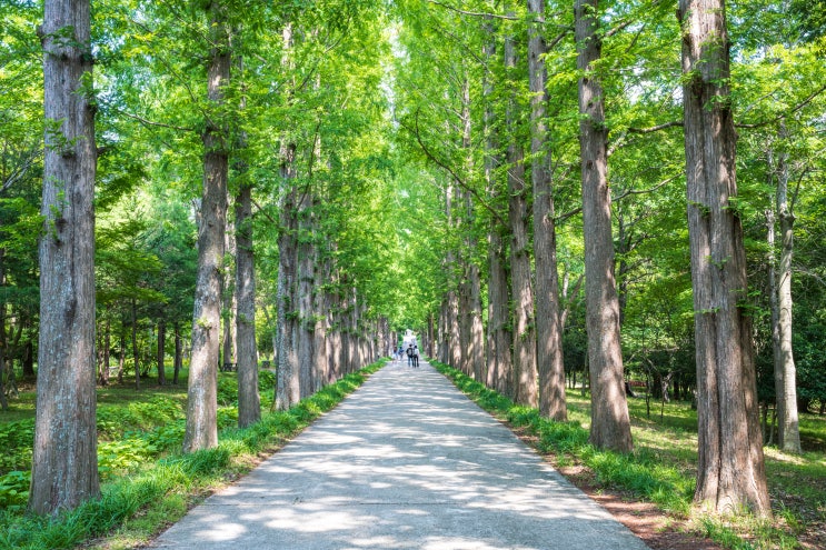 나주 사계절 여행지 전남 산림자원연구소 메타세쿼이아 가로수길 네이버 블로그