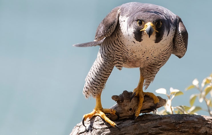 송골매 : 네이버 블로그
