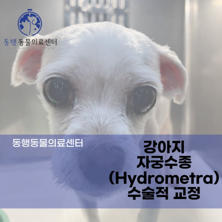 자궁수종(Hydrometra) 수술적 교정 부산동행동물의료센터 : 네이버 블로그