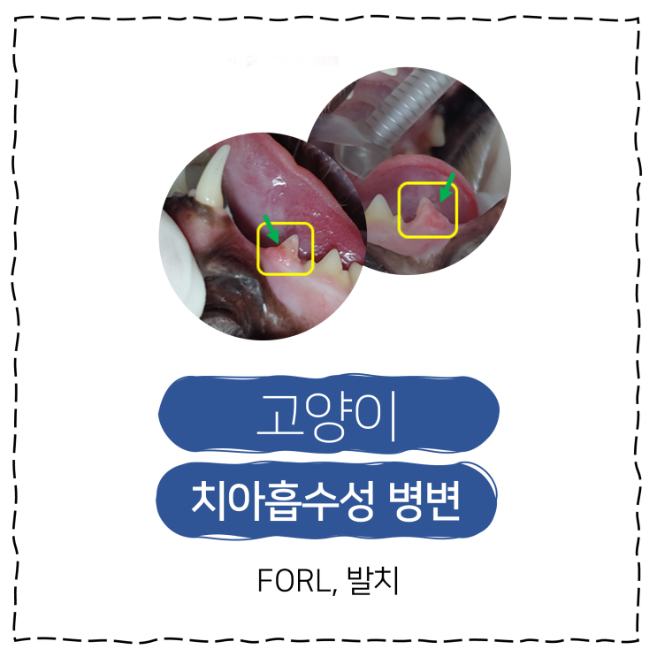 고양이 치아흡수성병변, FORL, 고양이 치과, 고양이 이빨 : 네이버 블로그