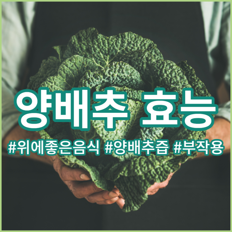 위에 좋은 음식 양배추 효능 삶은 양배추 칼로리 양배추즙 부작용 제철 네이버 블로그
