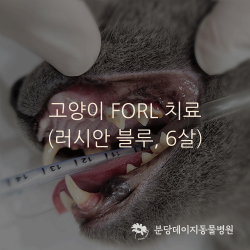 고양이 치주염, 치아흡수병변(FORL) 스케일링, 발치 치료 ┃ 성남 고양이병원 분당데이지동물병원 : 네이버 블로그