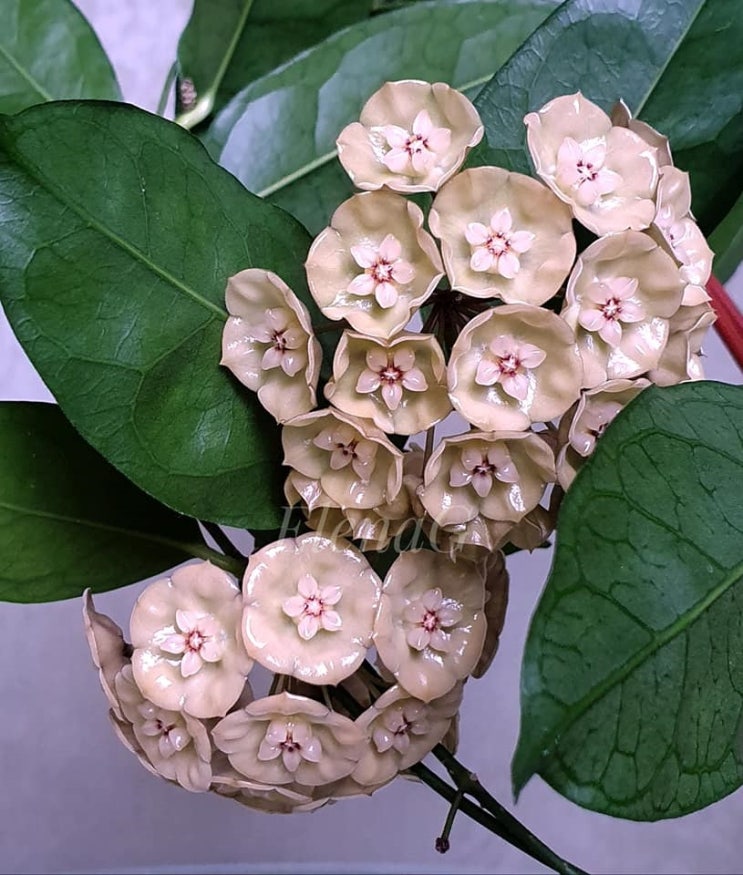 [공유] H. danumensis ssp. amarii(호야 다누멘시스 아마리) : 네이버 블로그