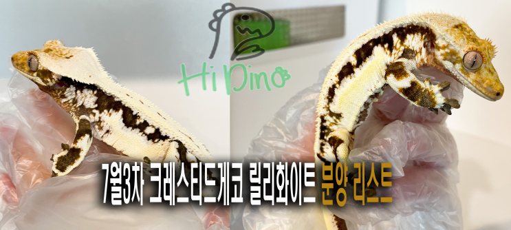 크레스티드게코 릴리화이트 알아보기 네이버 블로그