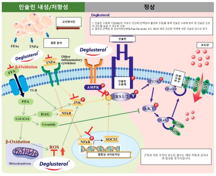 [케어젠] Deglusterol의 당뇨 증상 개선 원리 : 네이버 블로그