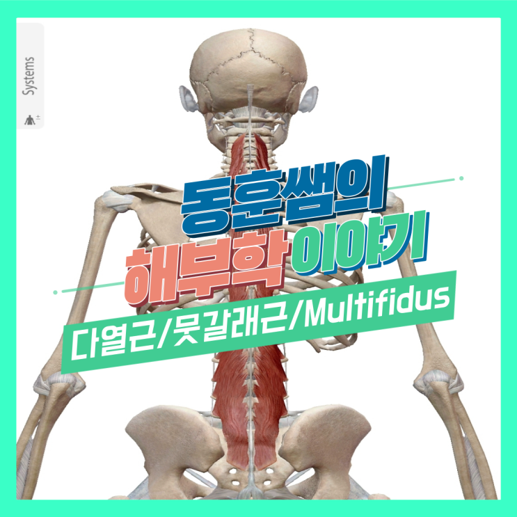 다열근 뭇갈래근 Multifidus 기시, 정지점에 대해 알아볼게요! : 네이버 블로그