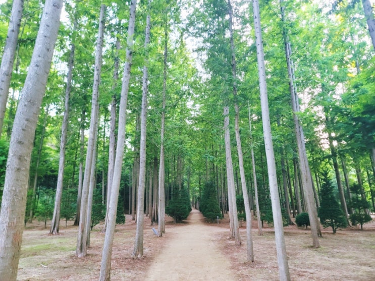 경북 영덕 1박2일 여행코스 아이와 가볼만한곳 벌영리 메타세콰이어 숲 걷기좋았던길 힐링여행이었어 네이버 블로그