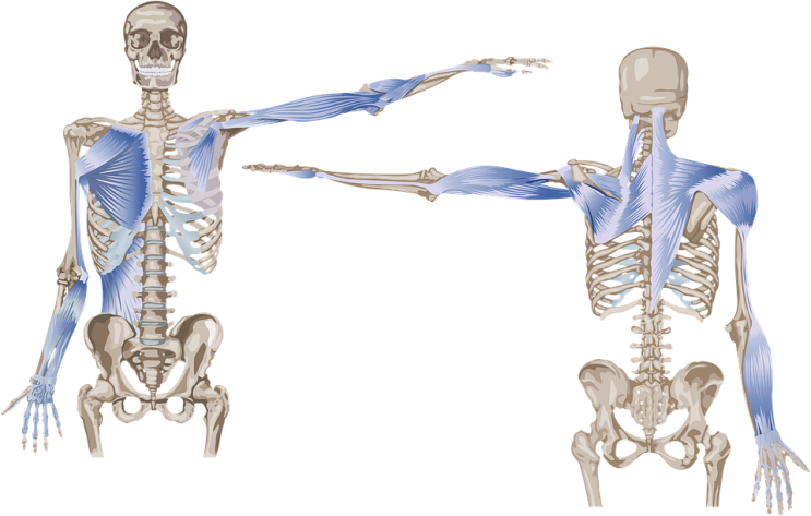 수내역PT/수내PT) 상지선(The arm line)과 어깨통증 : 네이버 블로그