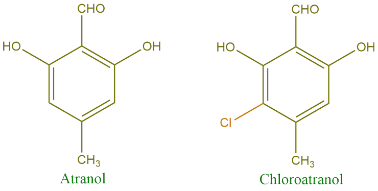 냄새와 향기 XI. Woody Accord(I): Cypre Accord : 네이버 블로그