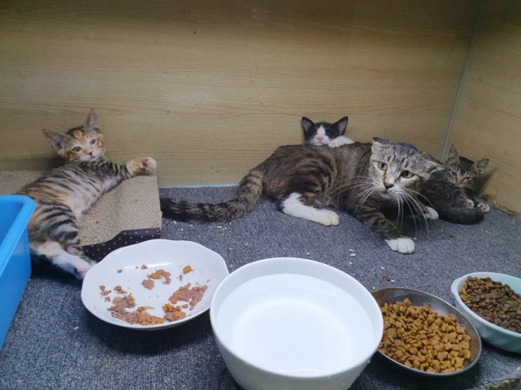 업둥이 전진이까지 품어주는 착한엄마 소미 네이버 블로그