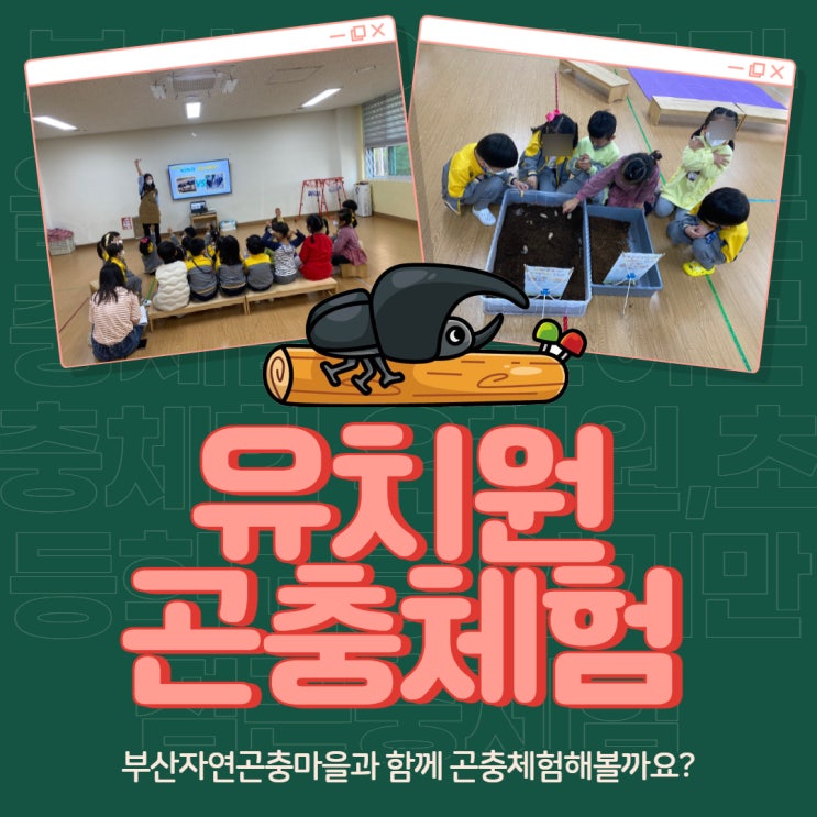 부산경남유치원곤충체험찾아가는곤충체험 부산연포초등학교병설유치원으로 곤충친구들과 찾아갔어요 네이버 블로그