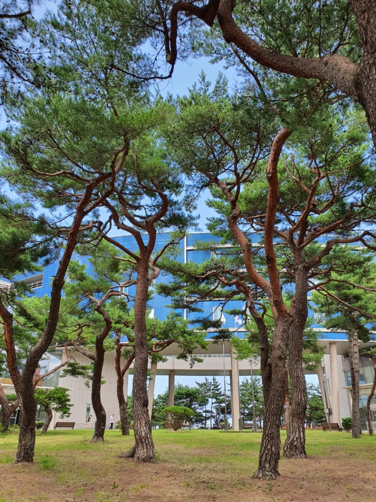 한국여성수련원 강원청년지도자 동해시도시재생센터 강릉원주대사학과이상균교수님 네이버 블로그