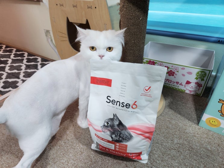 고양이 사료 6가지 감각만족시키는 센스6 sense6 육감사료 : 네이버 블로그