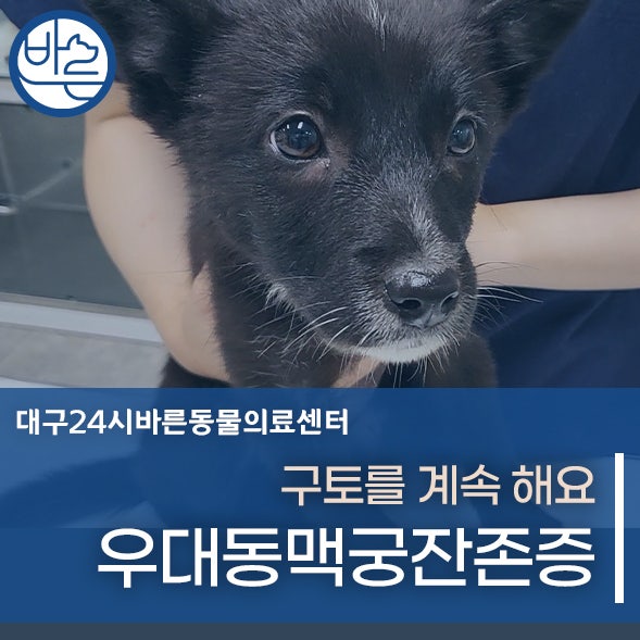 강아지 우대동맥궁잔존증(Persistent right aortic arch, PRAA) : 대구 수술 전문 동물병원/대구24시 ...